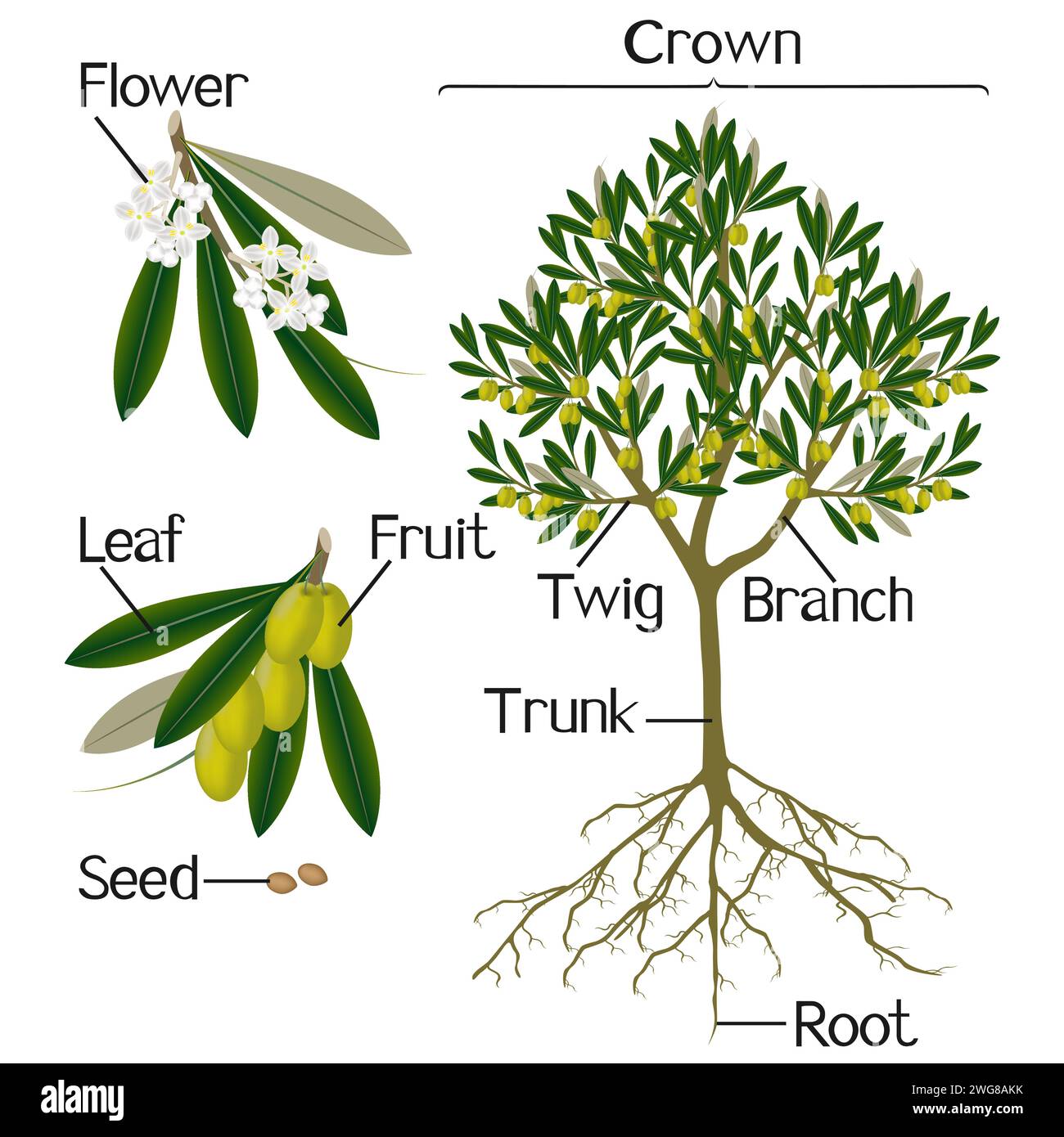 Parts of a olive tree isolated on a white background Stock Vector Image ...