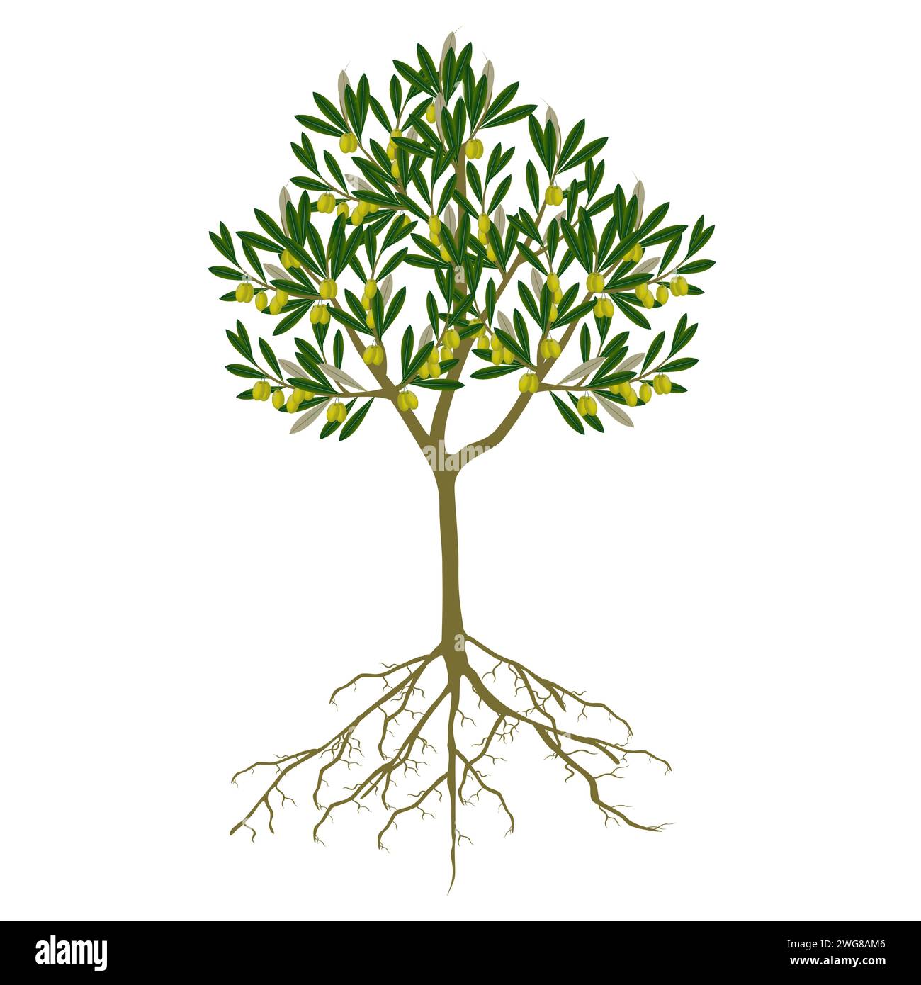 Tree with green olives and roots on a white background Stock Vector ...