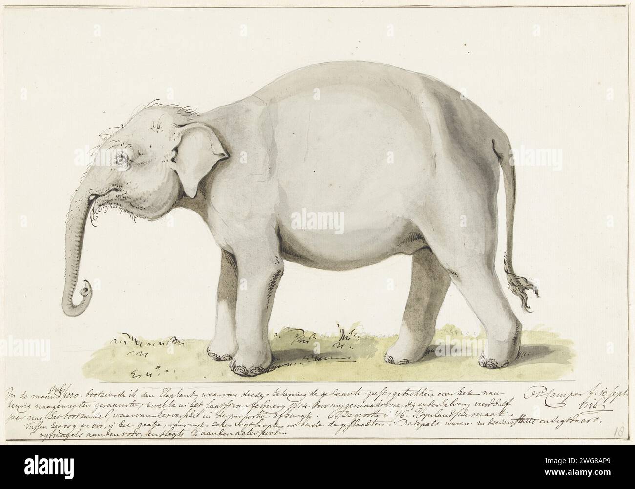 Standing elephant, to the left, Petrus Camper, 1786 drawing paper ...