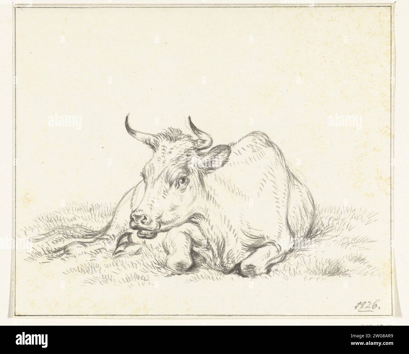Lying cow, from the front, Jean Bernard, 1826 drawing paper. chalk cow ...