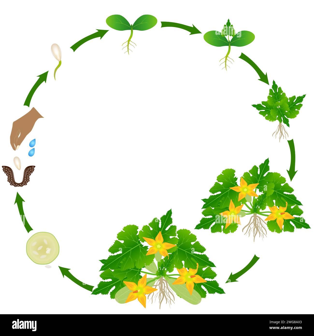 A growth cycle of a zucchini plant on a white background Stock Vector ...