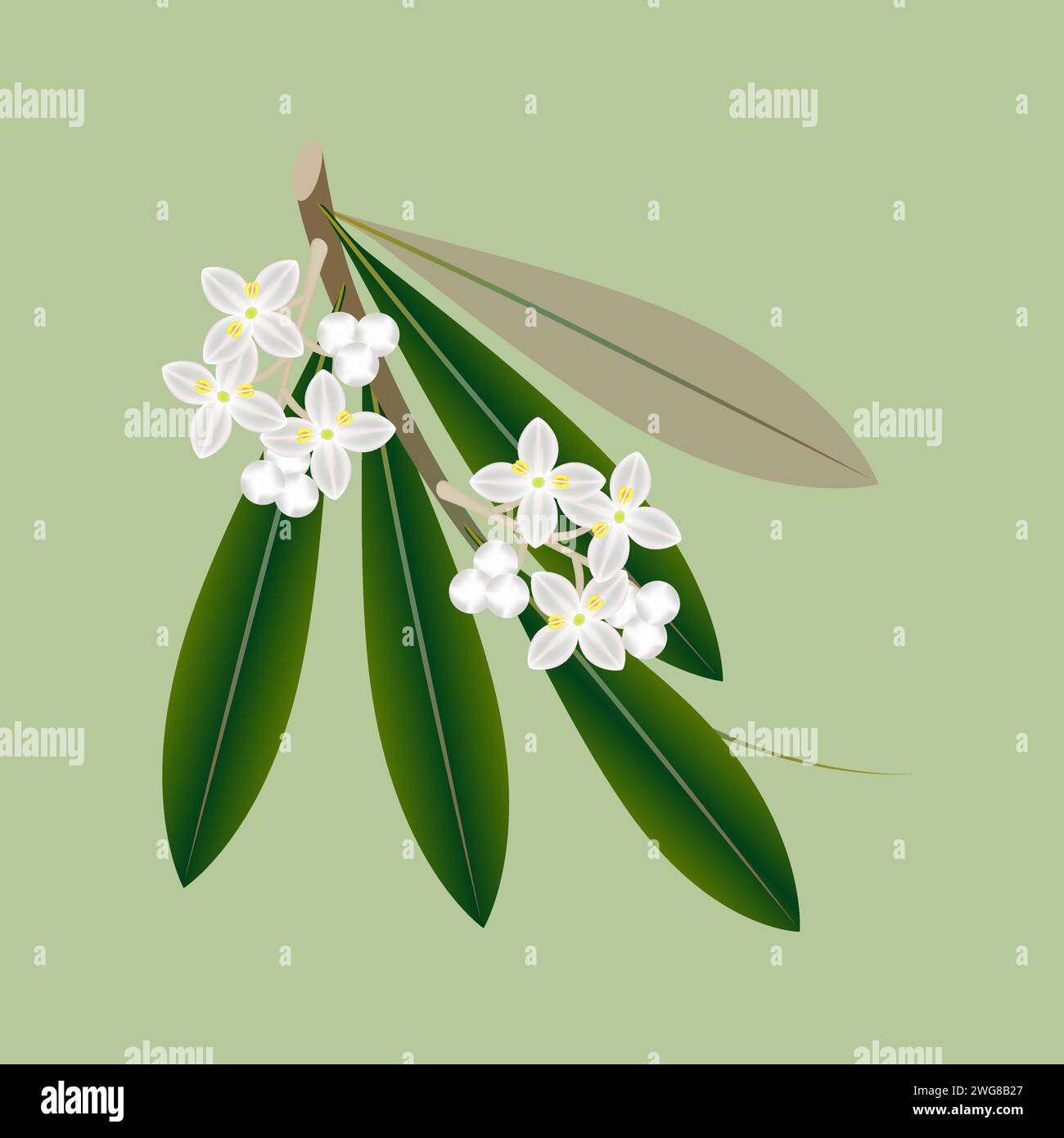 Branch of olives with flowers and leaves on a green background Stock ...