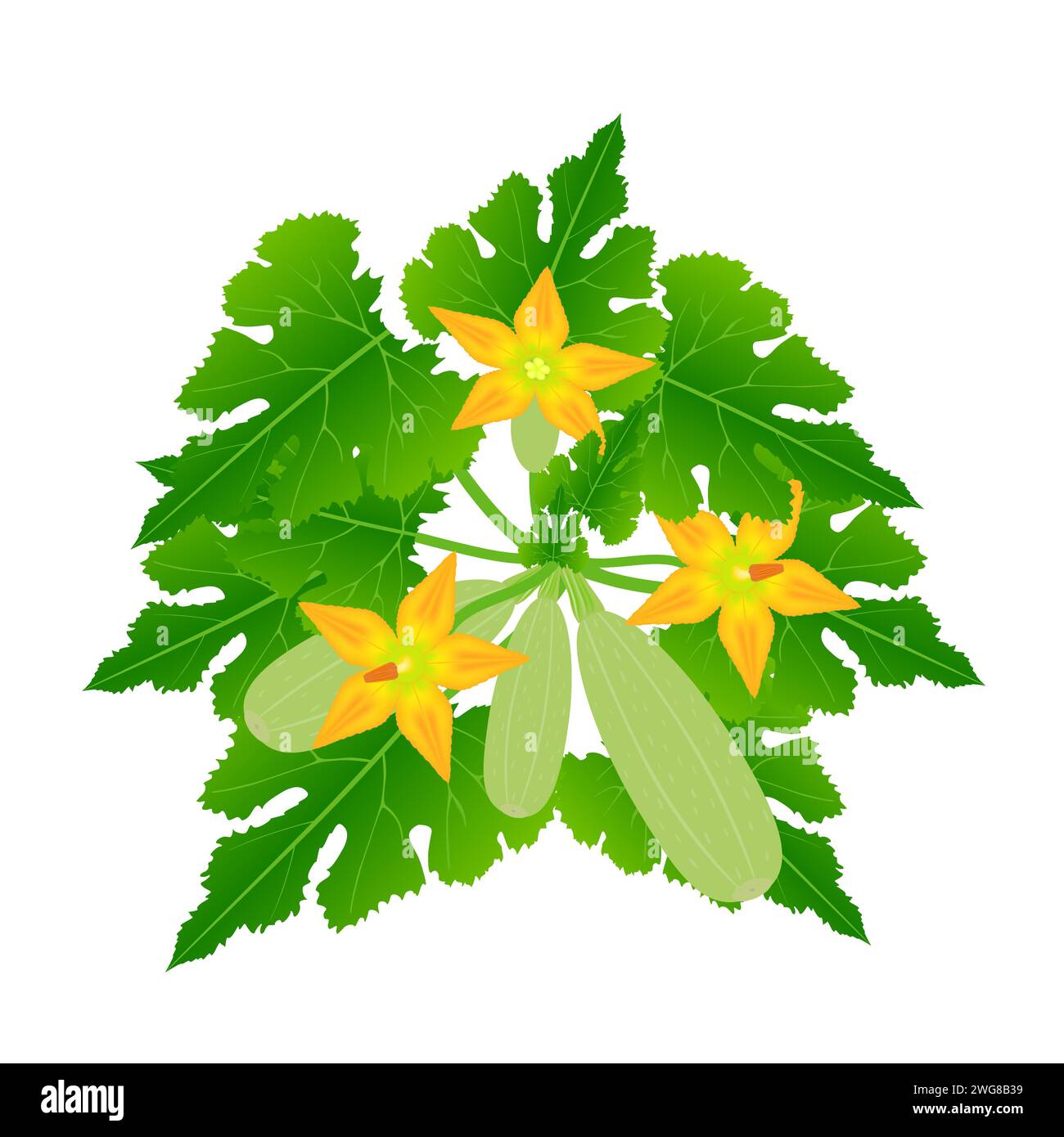 A bush of zucchini with flowers and fruits on a white background Stock ...