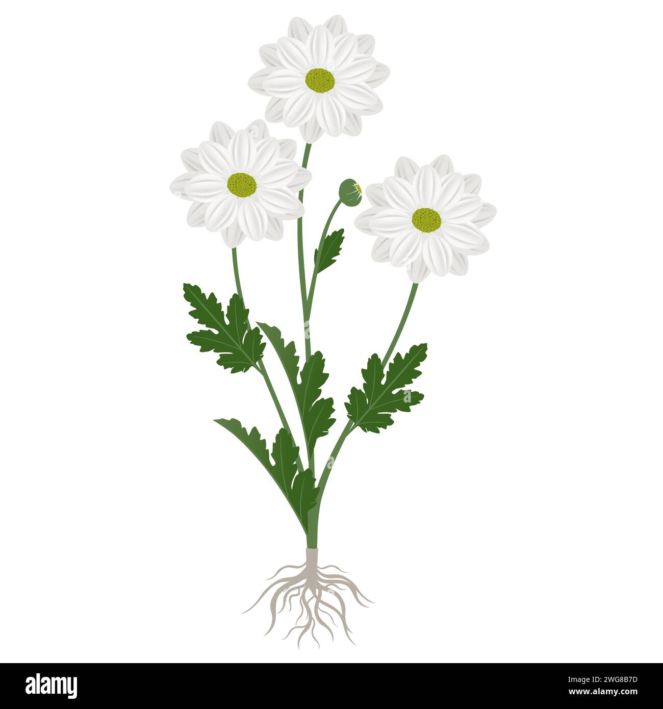 Chamomile chrysanthemum plant with flowers and roots on a white ...