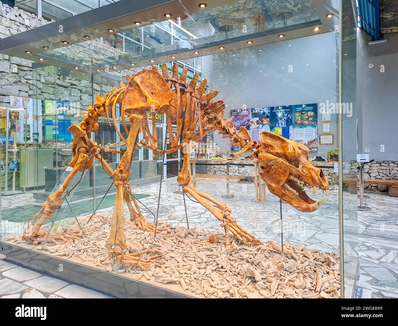Ancient bear skull. Bear cave in Jura Krakowsko Czestochowska. Poland ...