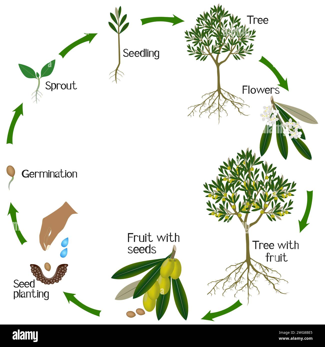 A growth cycle of a olive tree on a white background Stock Vector Image ...