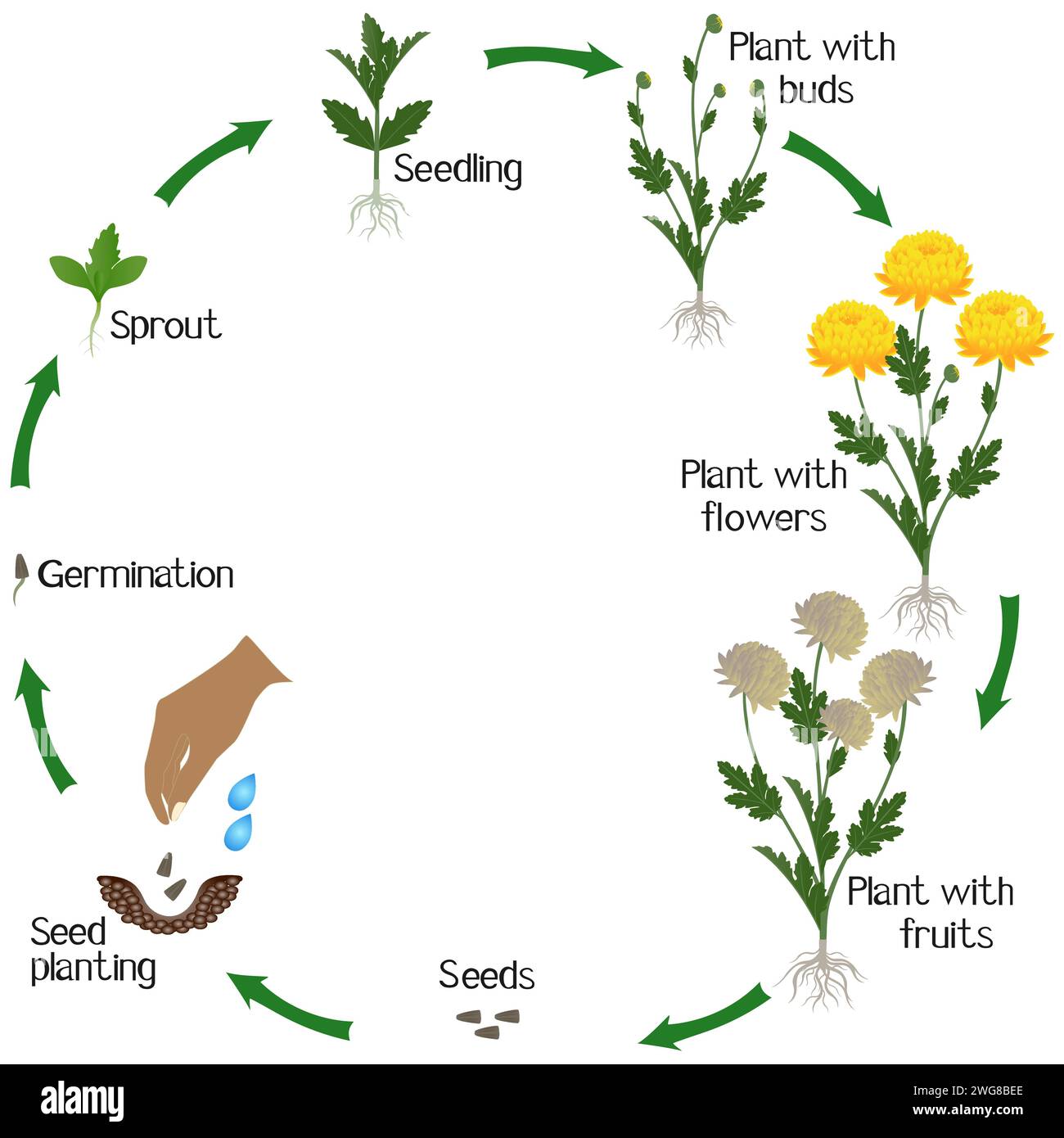 A growth cycle of a yellow chrysanthemums flowers on a white background ...