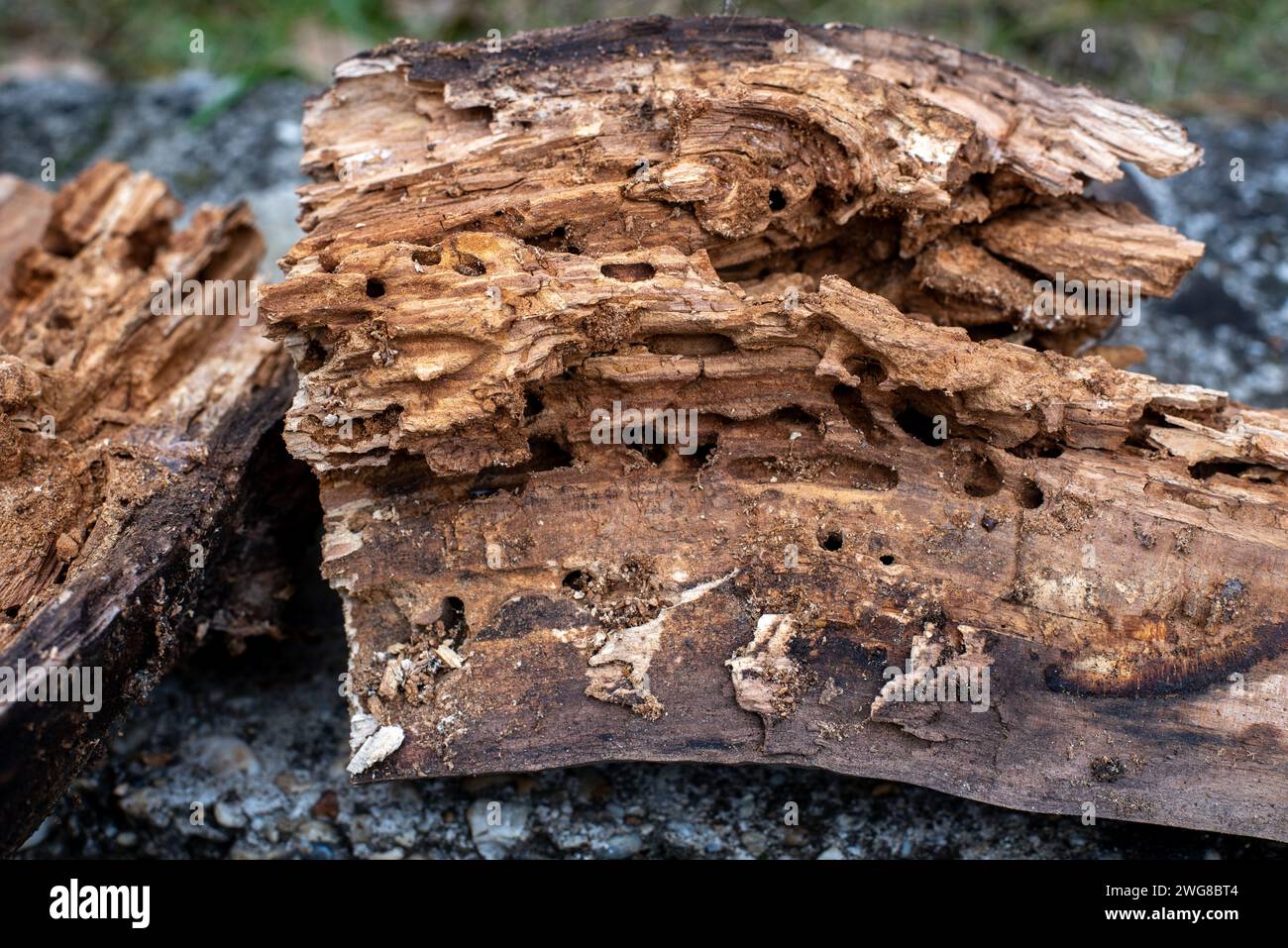 Tree Trunk Eaten By Insects. Natural old tree texture. Top view of the ...