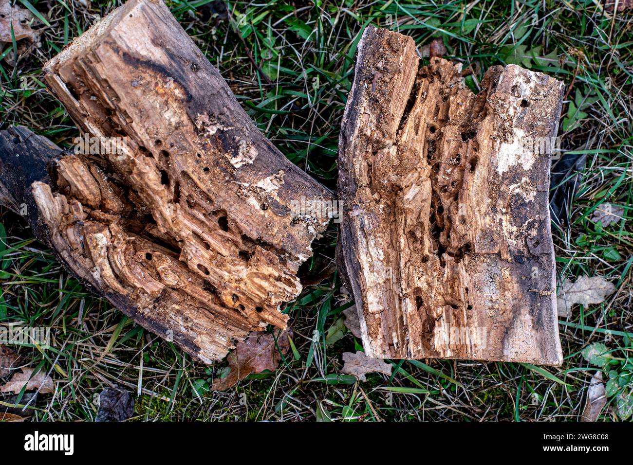 Tree Trunk Eaten By Insects. Natural old tree texture. Top view of the ...