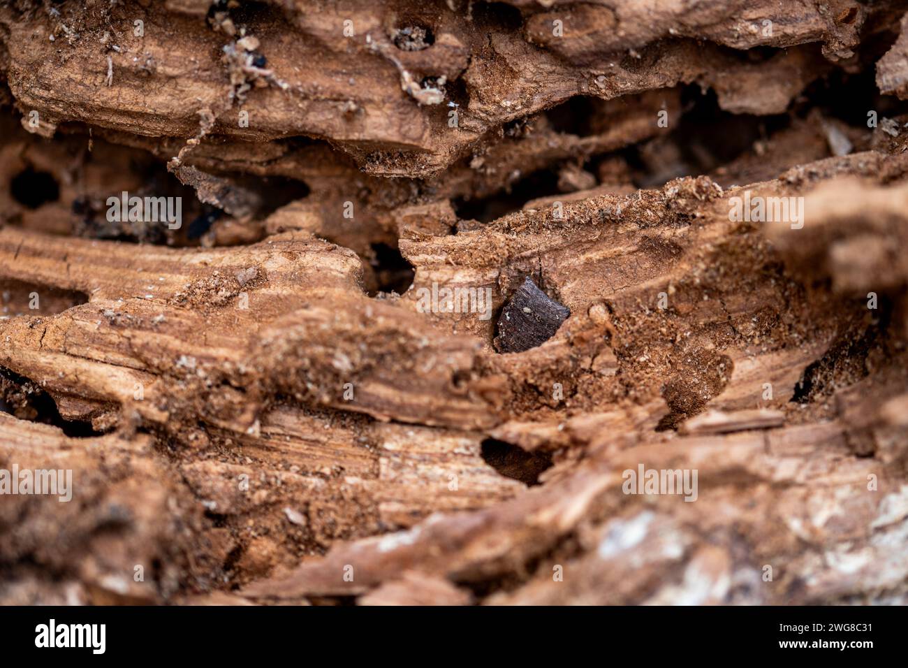 Tree Trunk Eaten By Insects. Natural old tree texture Stock Photo - Alamy