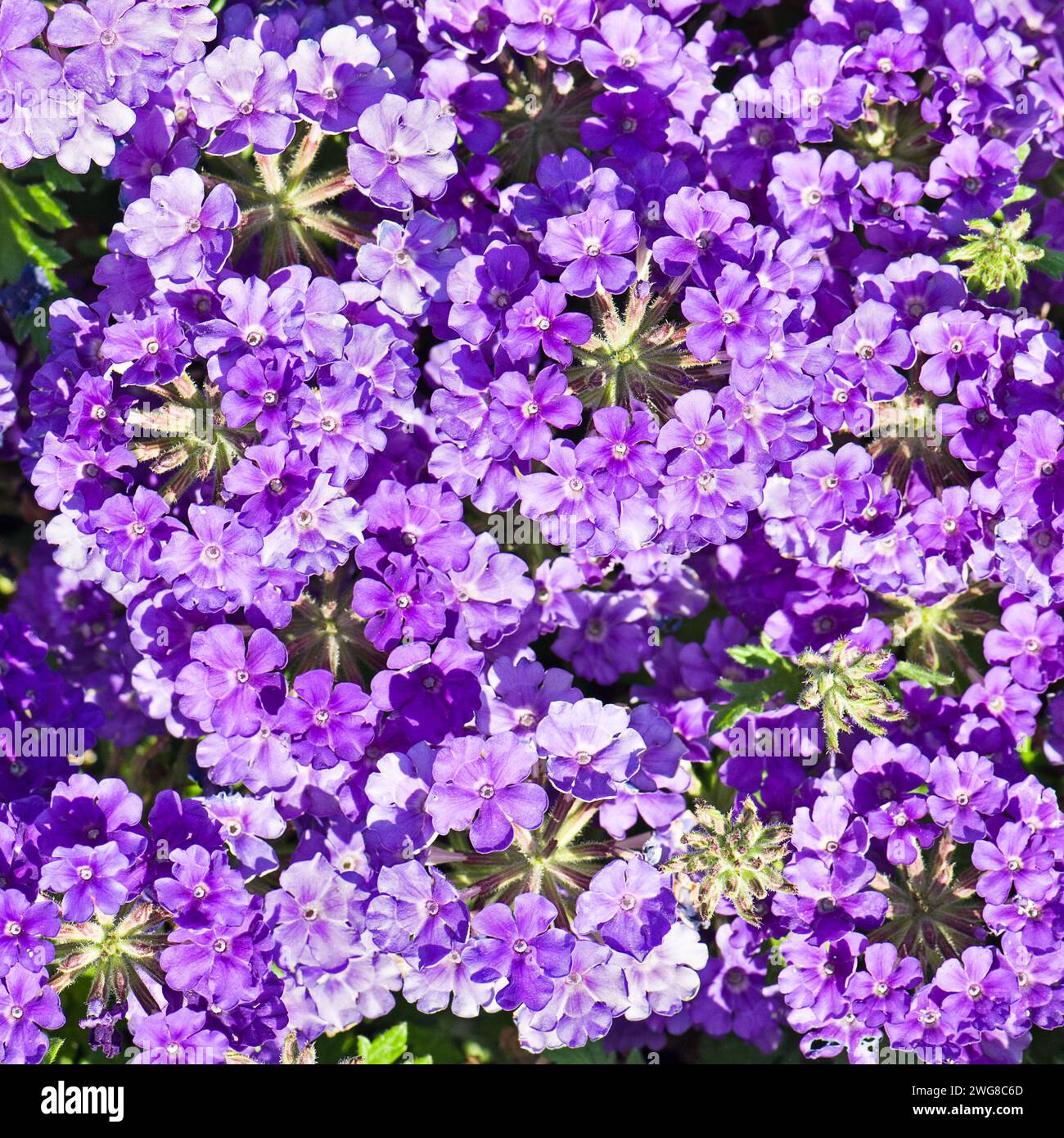 Bright background of purple phlox flowers Stock Photo - Alamy