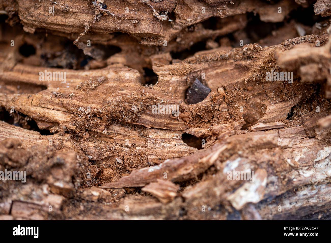 Tree Trunk Eaten By Insects. Natural old tree texture. Top view of the ...