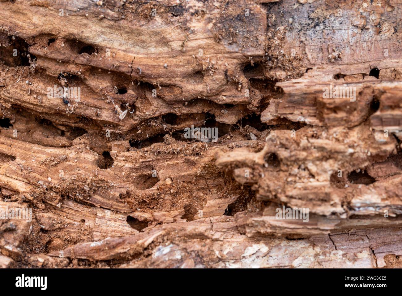Tree Trunk Eaten By Insects. Natural old tree texture. Top view of the ...
