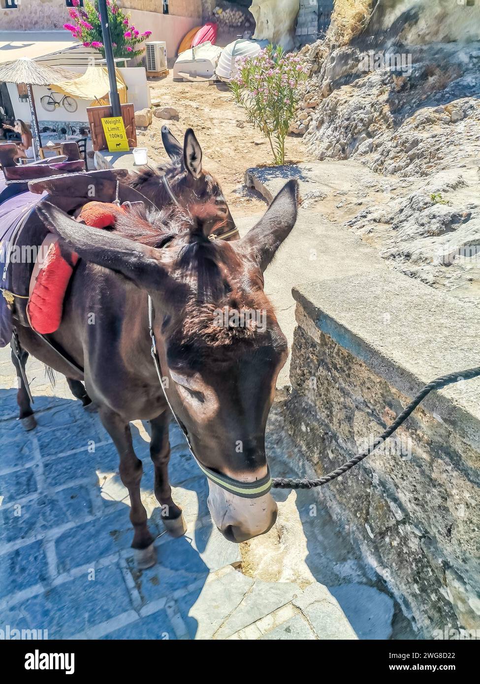 Resting donkeys - Acropolis in Lindos, Rhodes, Greece Stock Photo - Alamy