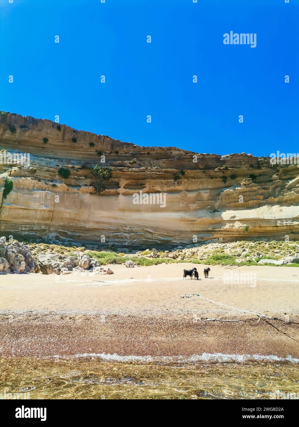 greek goat grazing on a rock with the sea and islands view in Rhodes ...