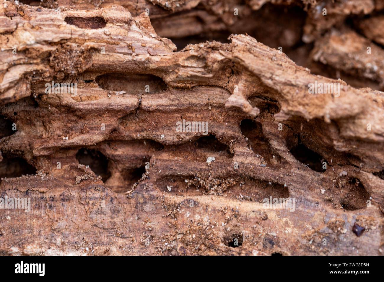Tree Trunk Eaten By Insects. Natural old tree texture. Top view of the ...