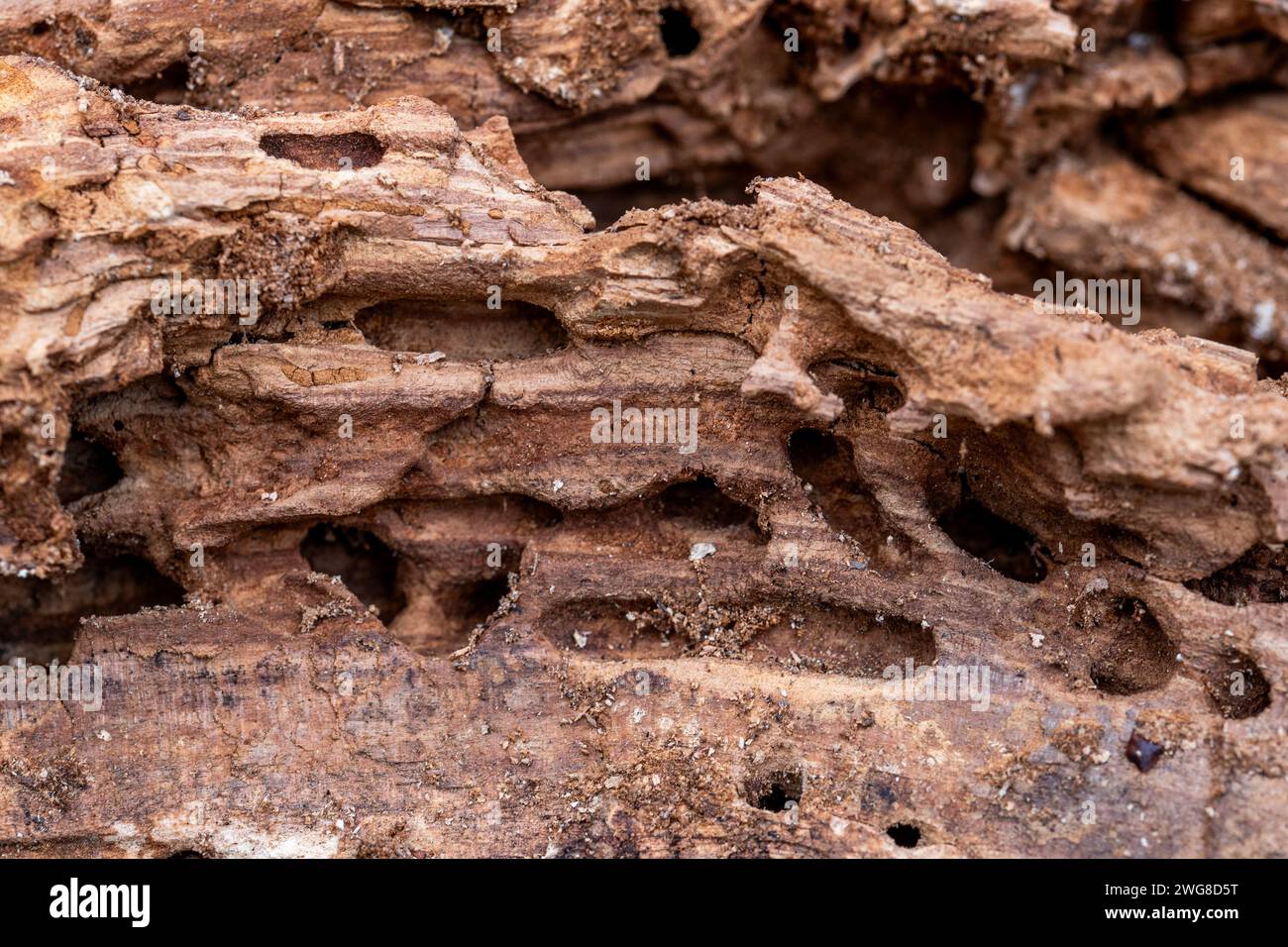 Tree Trunk Eaten By Insects. Natural old tree texture. Top view of the ...