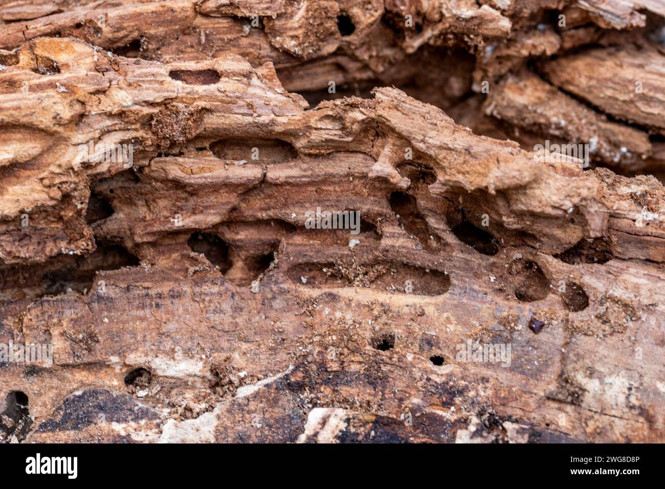 Tree Trunk Eaten By Insects. Natural old tree texture Stock Photo - Alamy