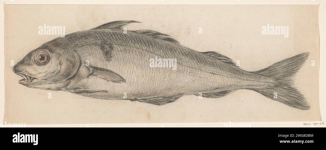 Fish, to the left, Jean Bernard, 1775 - 1833 drawing paper. chalk bony ...