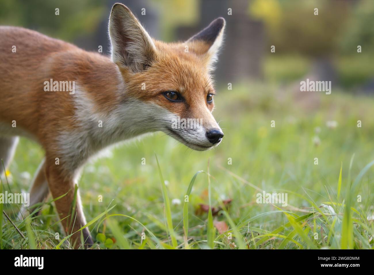 Beautiful red fox Stock Photo - Alamy