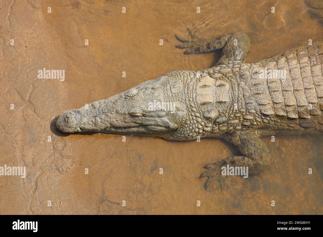 Nilkrokodil / Nile crocodile / Crocodylus niloticus Stock Photo - Alamy
