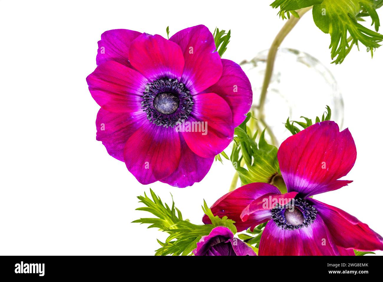 Vivid pink anemone flowers with white background Stock Photo - Alamy