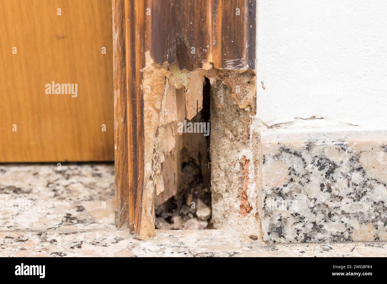 Old wooden door frame affected by woodworm. Wood-eating larvae of ...