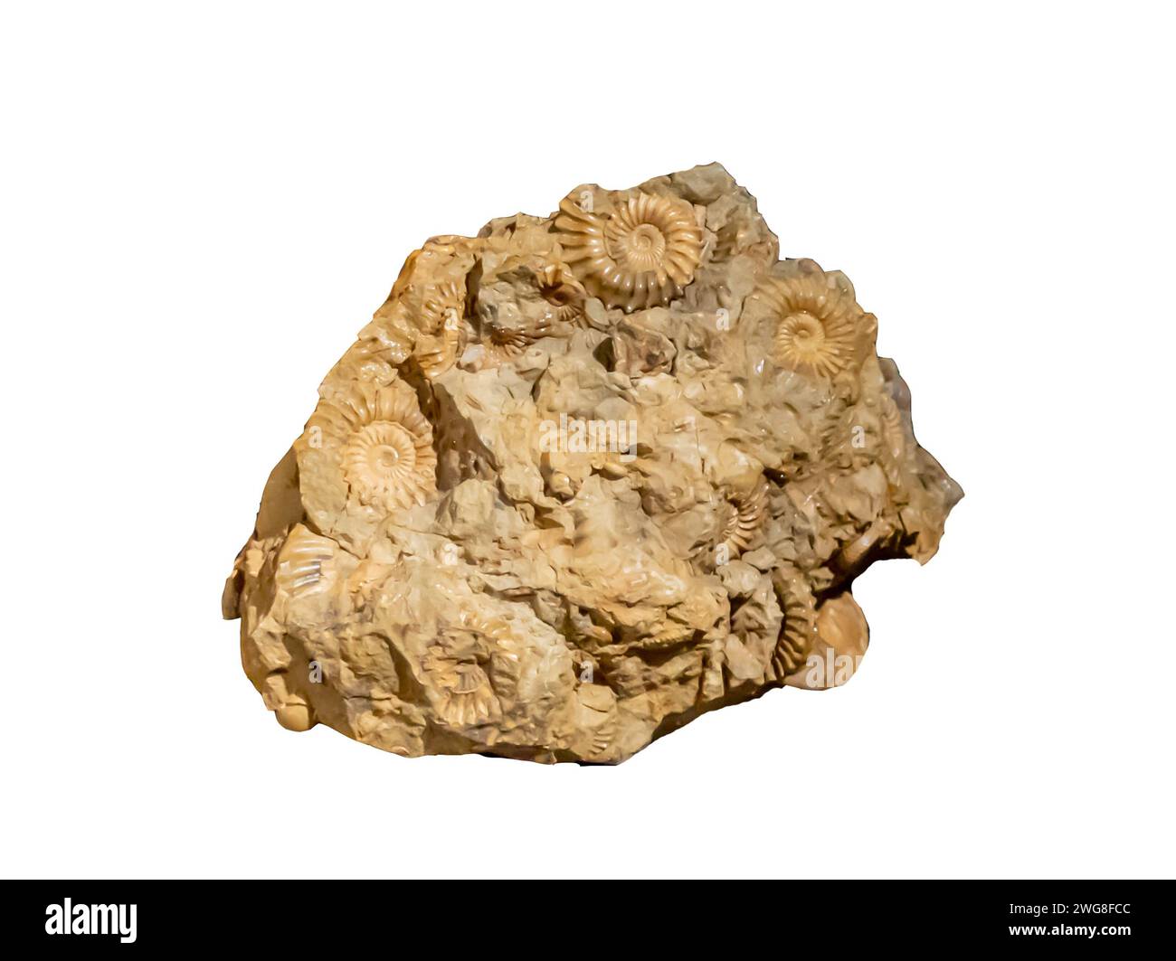 Ammonite cluster, Mesozoic, Ammonoidea, Ammonitoceras, a subclass of ...