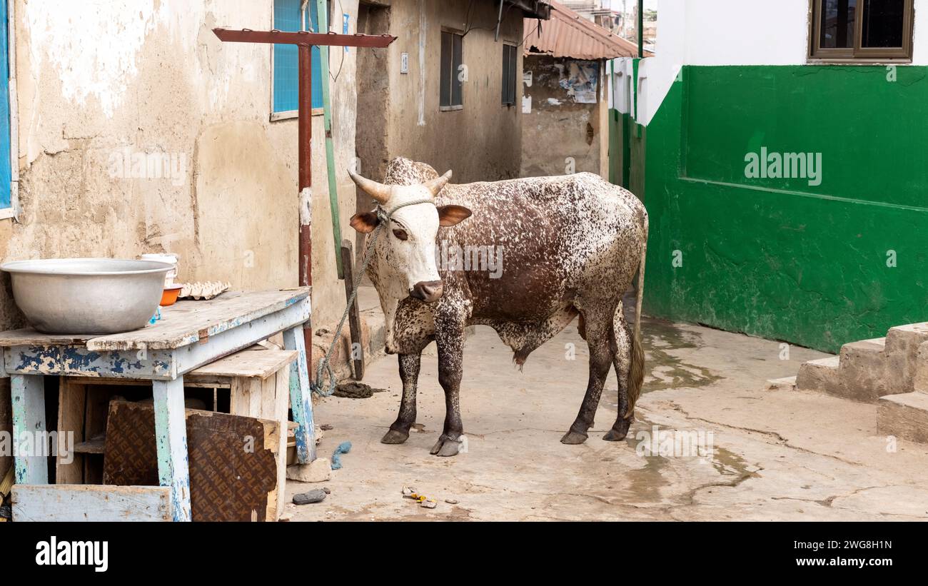 Bull for Accra Eid al Adha Festival of Sacrifice Muslin festival ...