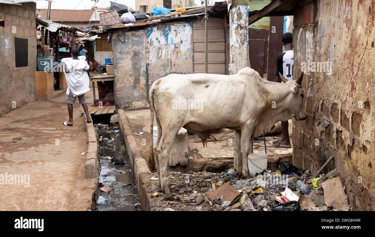 Cow to be sacrificed Eid al Adha Festival of Sacrifice Accra Ghana ...
