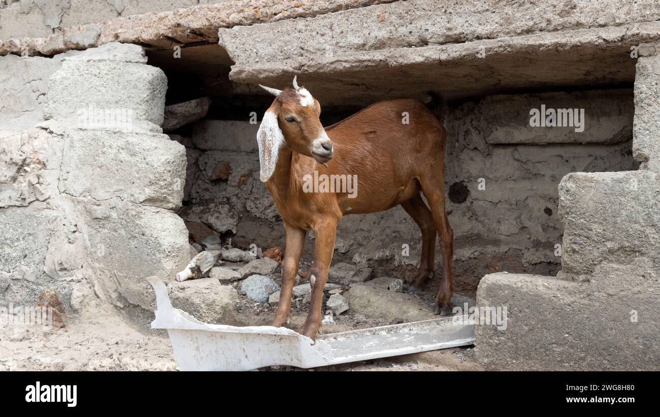 Goat in cave against home Nima Accra Ghana neighborhood. Villages have ...