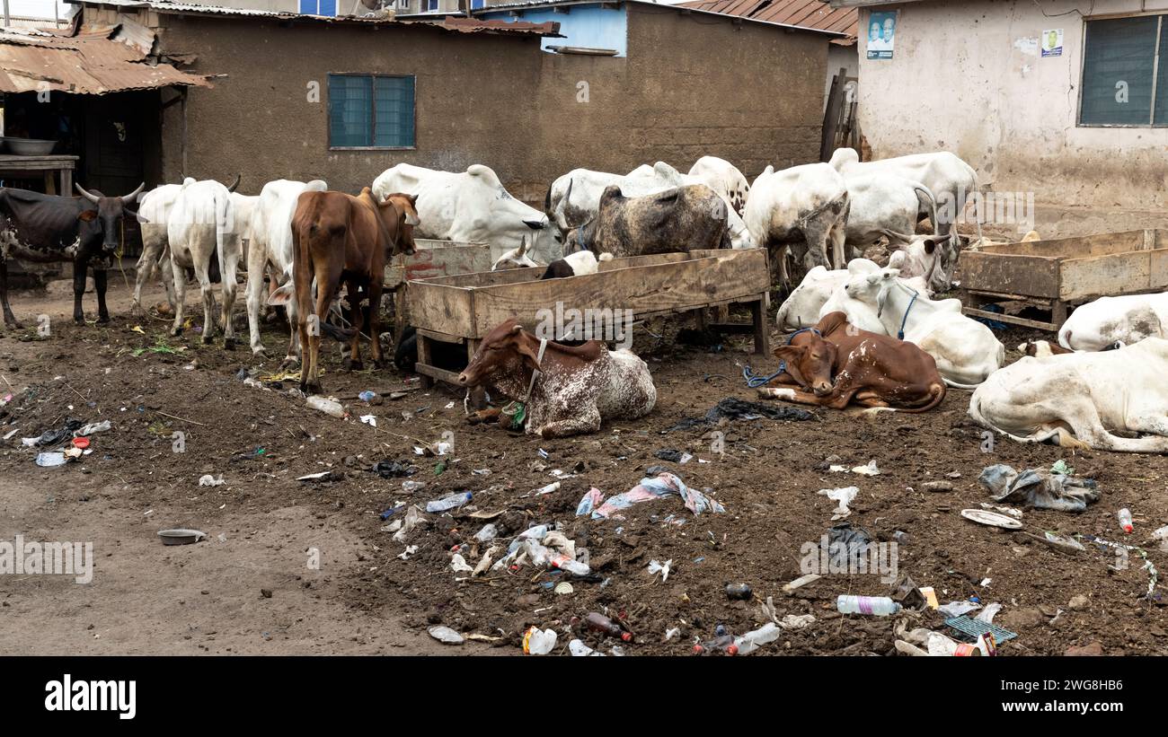 Sacrificed cow for Accra Muslim Eid al Adha Festival of Sacrifice ...