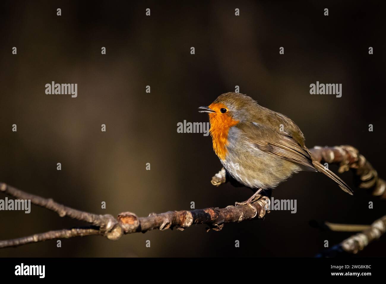 Robin britain hi-res stock photography and images - Alamy