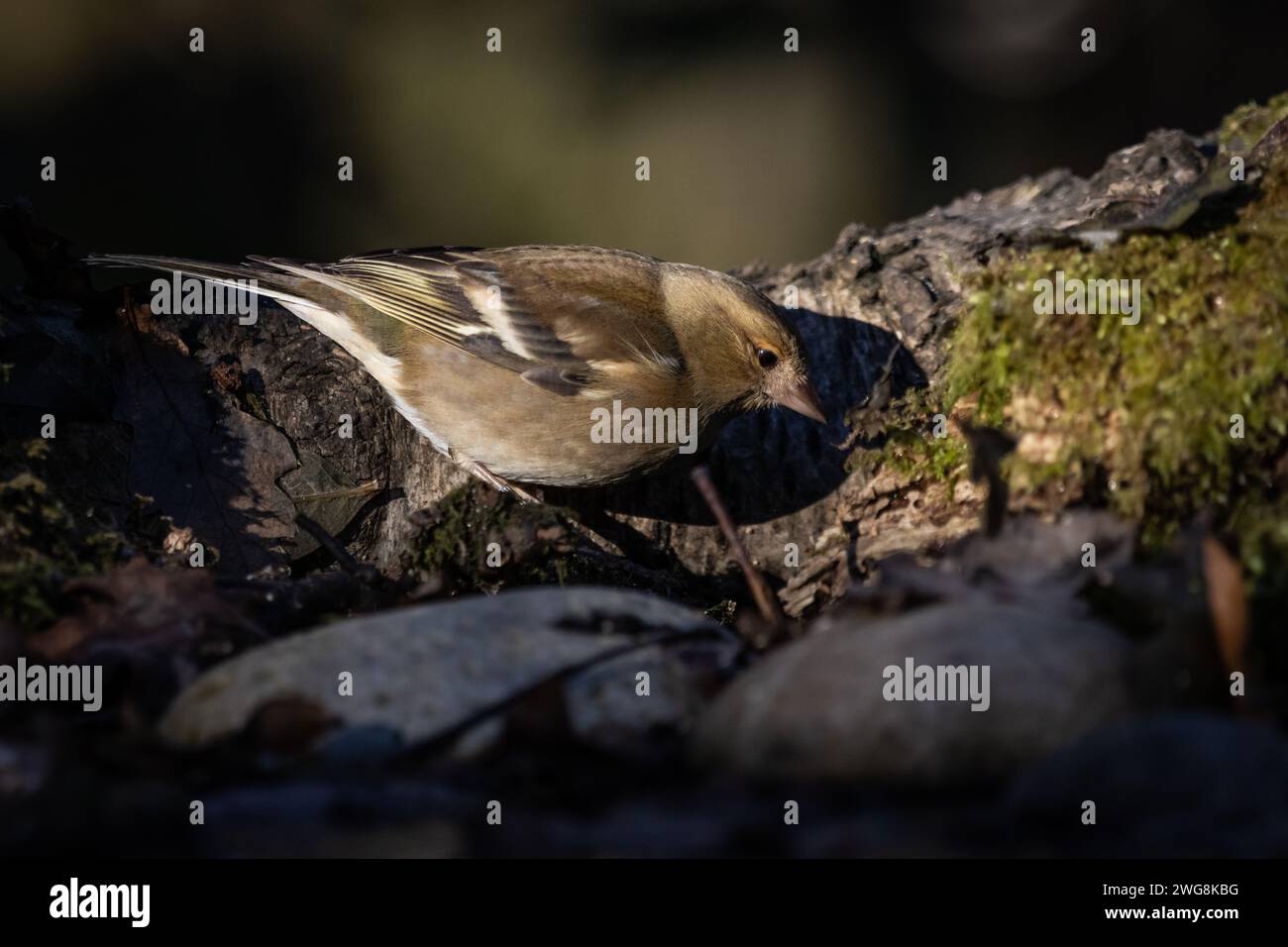 Gosforth nature reserve hi-res stock photography and images - Alamy