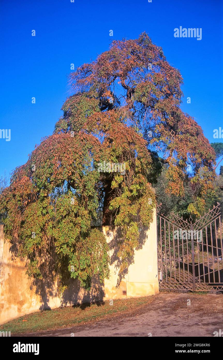 Japanese pagoda tree or Dragon Claw Scholar Tree (Styphnolobium ...