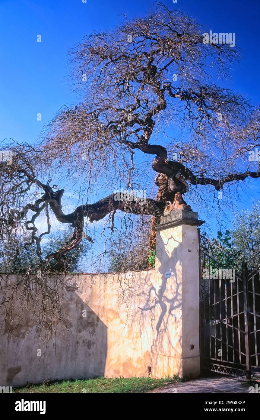 Japanese pagoda tree or Dragon Claw Scholar Tree (Styphnolobium ...