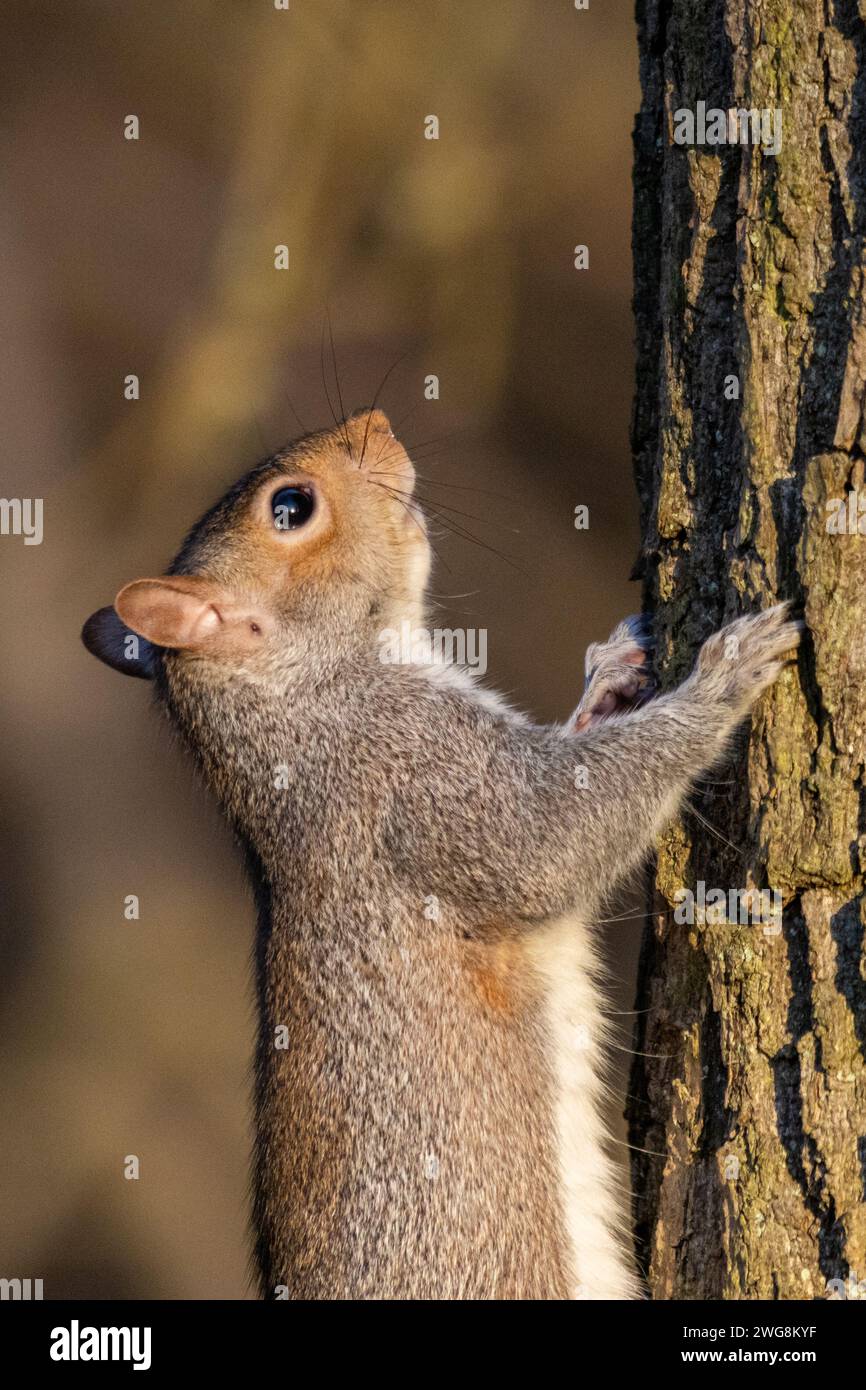 Scary squirrel hi-res stock photography and images - Alamy