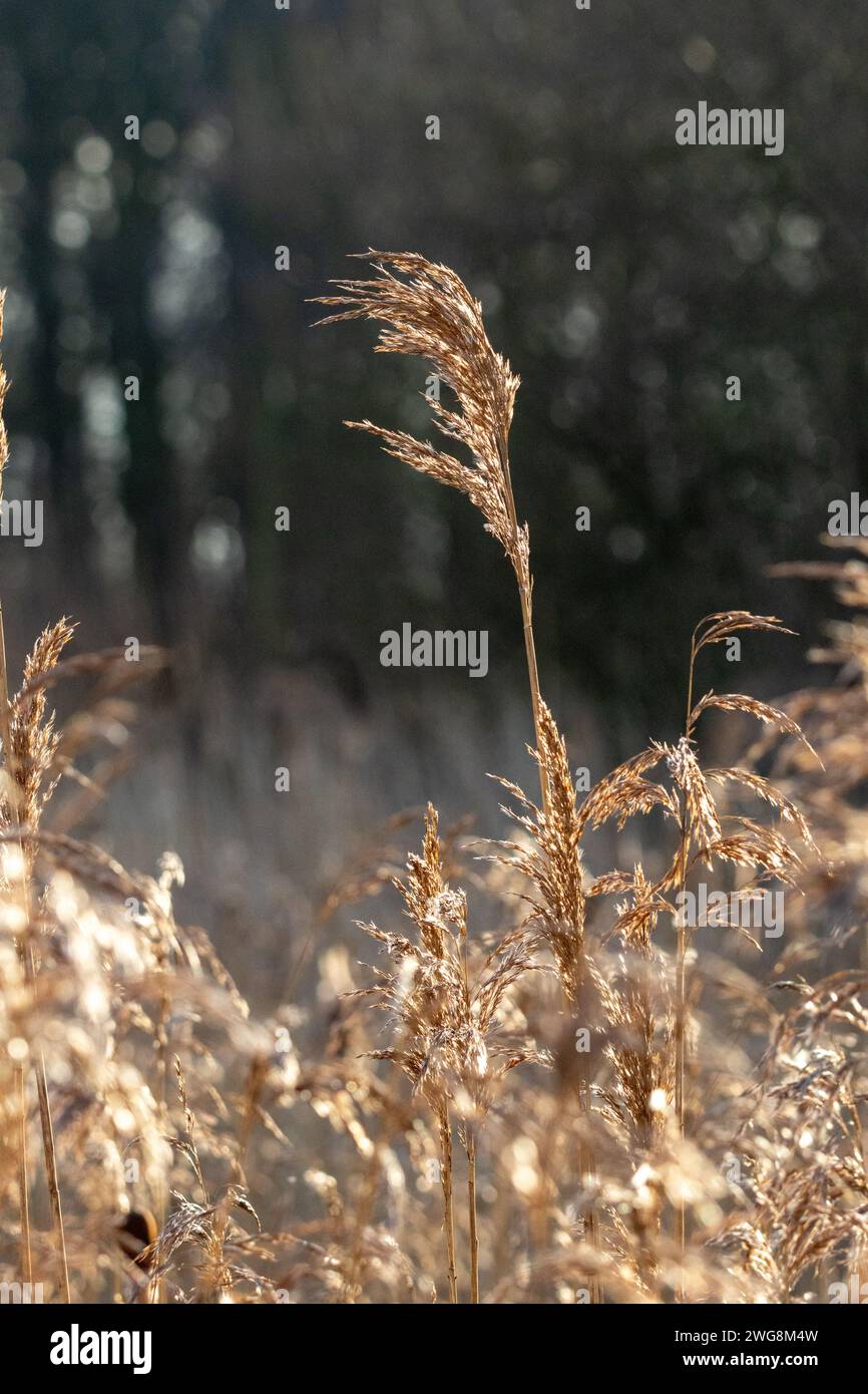 Reeds wallpaper hi-res stock photography and images - Alamy