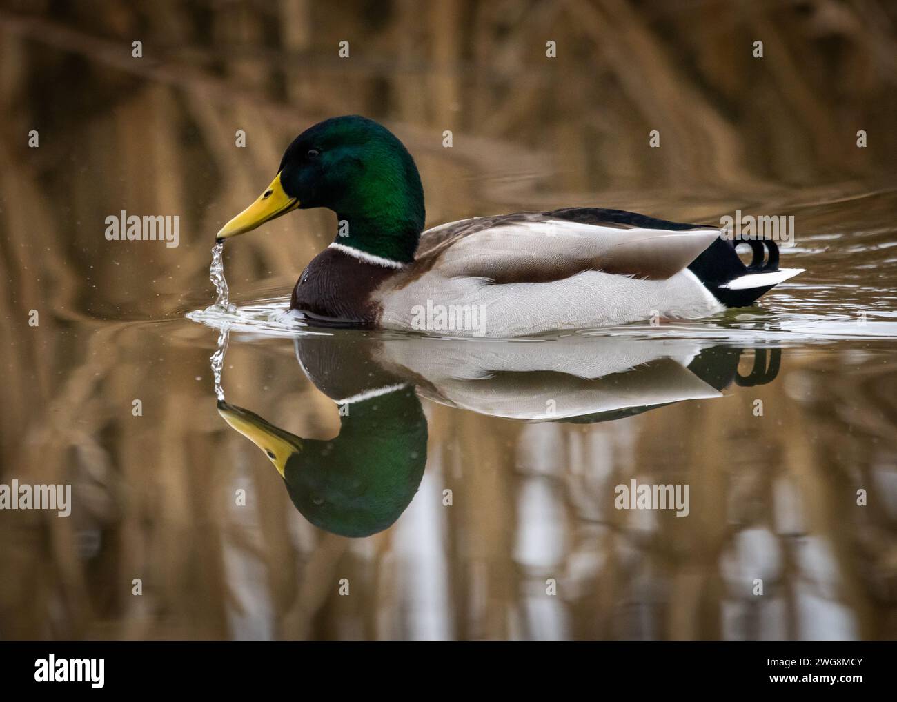 Mallard duck photograph hi-res stock photography and images - Alamy