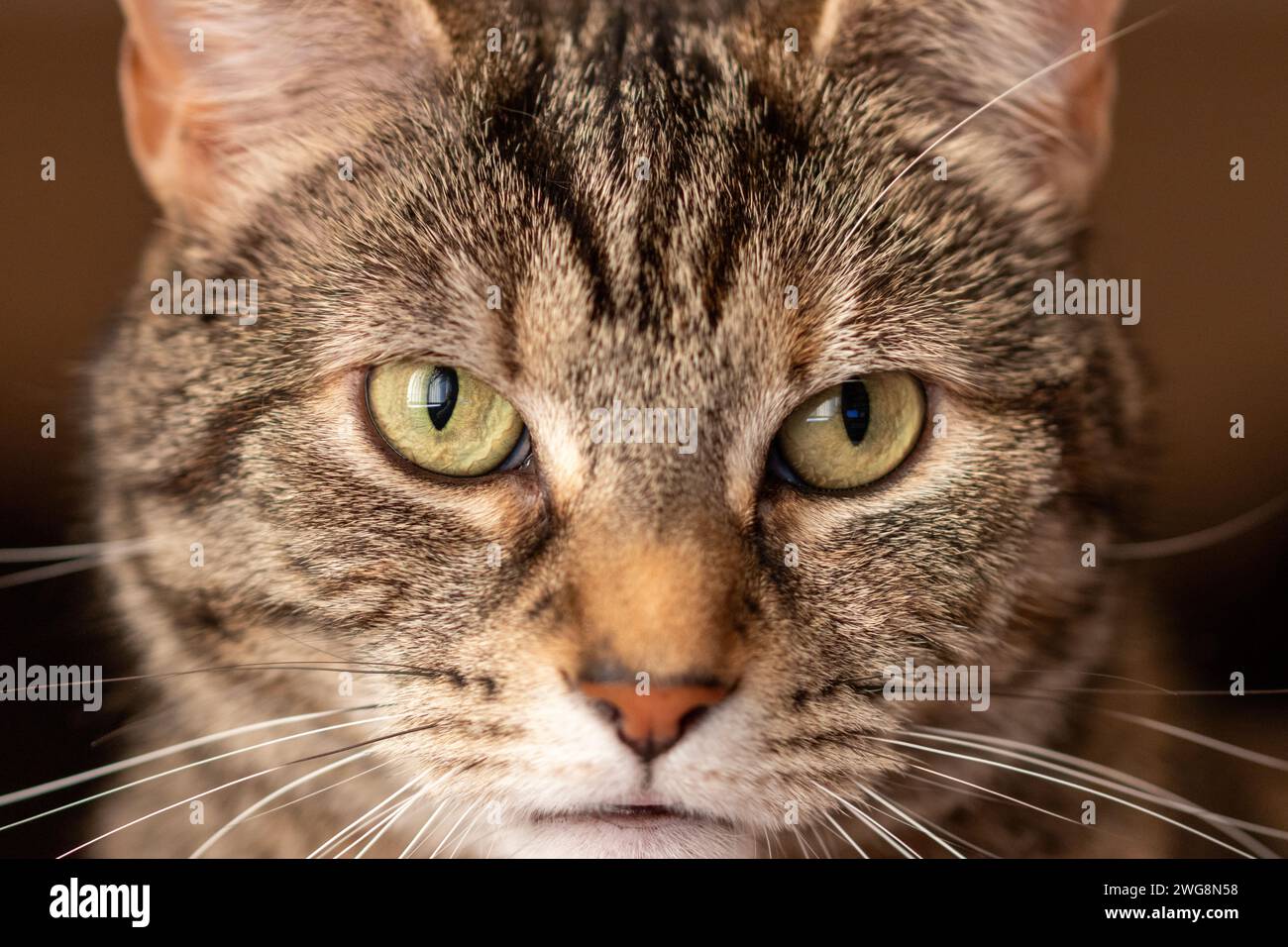 Pretty lola hi-res stock photography and images - Alamy