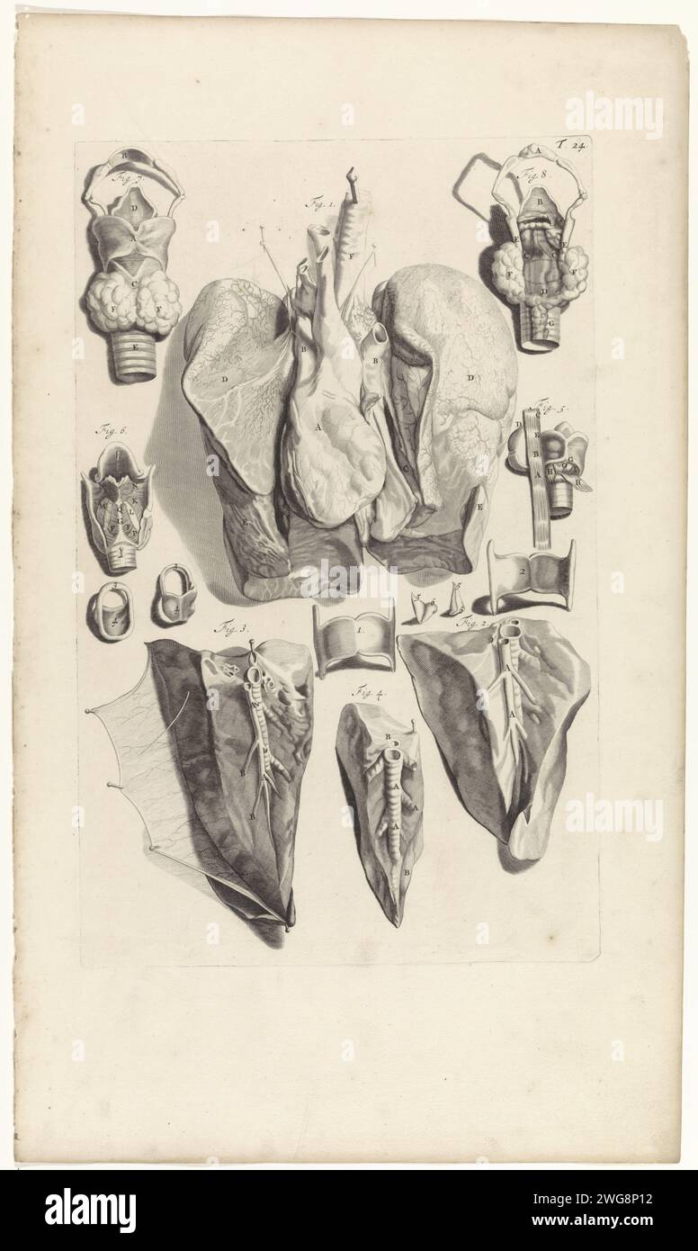 Anatomical study of the lungs and larynx, Pieter van Gunst, After ...