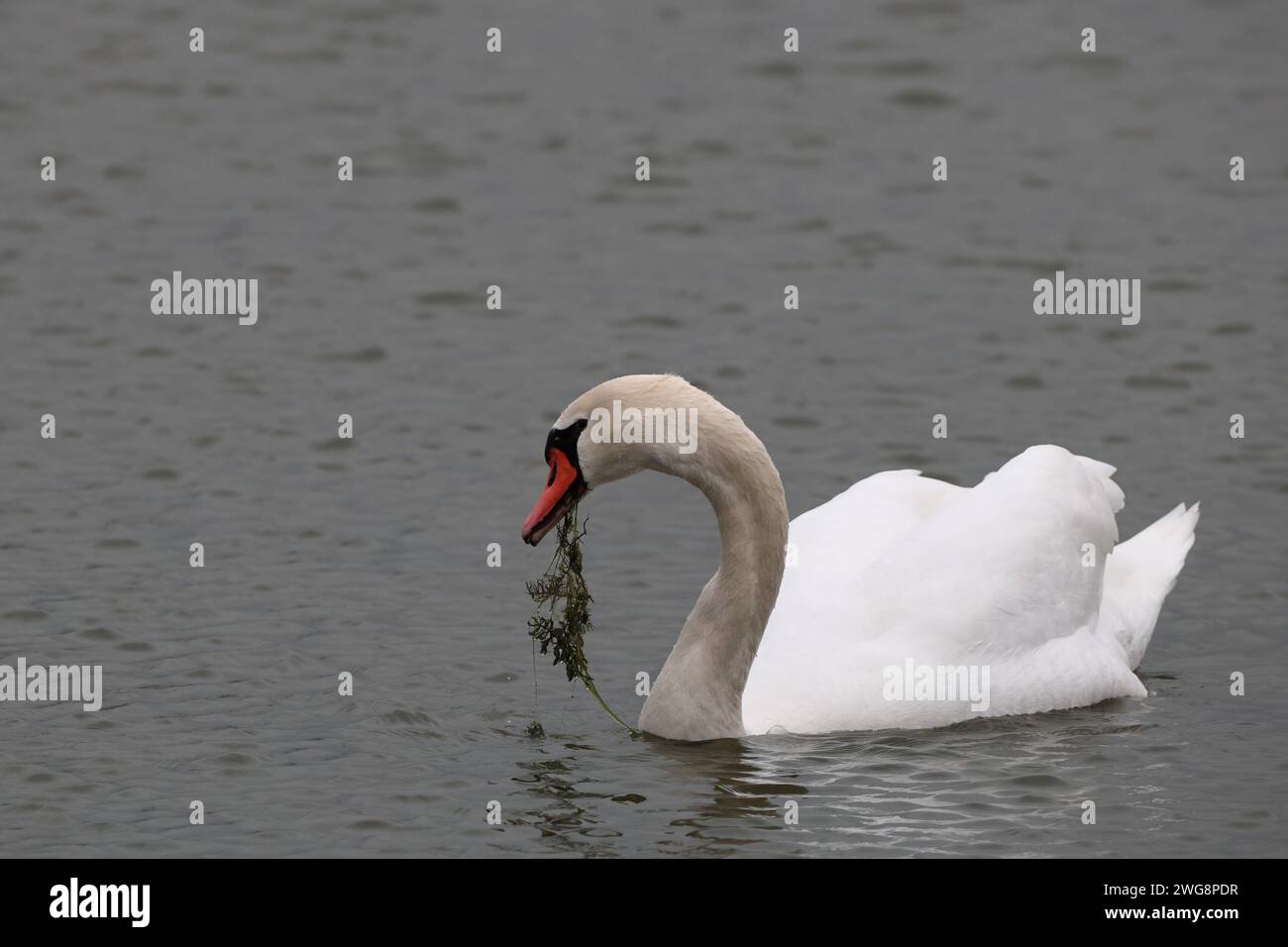 Swan eating hi-res stock photography and images - Alamy