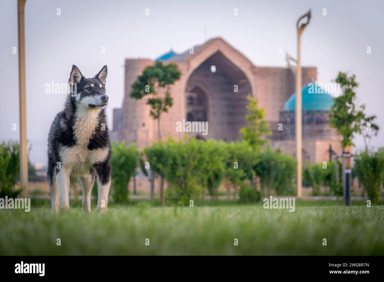 The stray dog and the Turkestan Mausoleum of Khoja Ahmed Yasawi, an ...