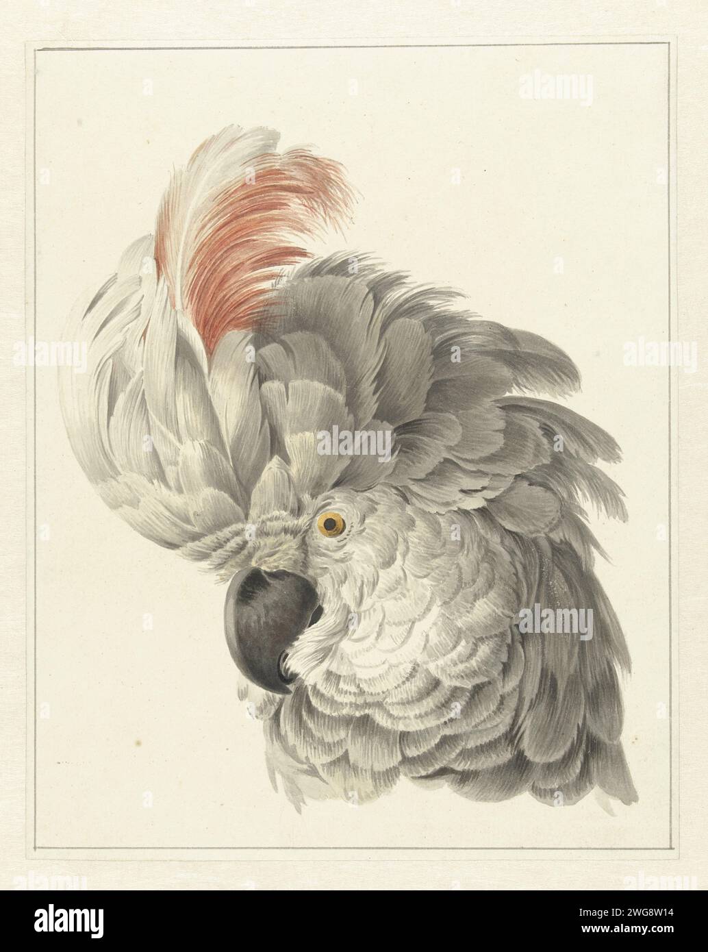 Kop van A cockatoo, Aert Schouman, 1725 - 1792 drawing Gray head with ...