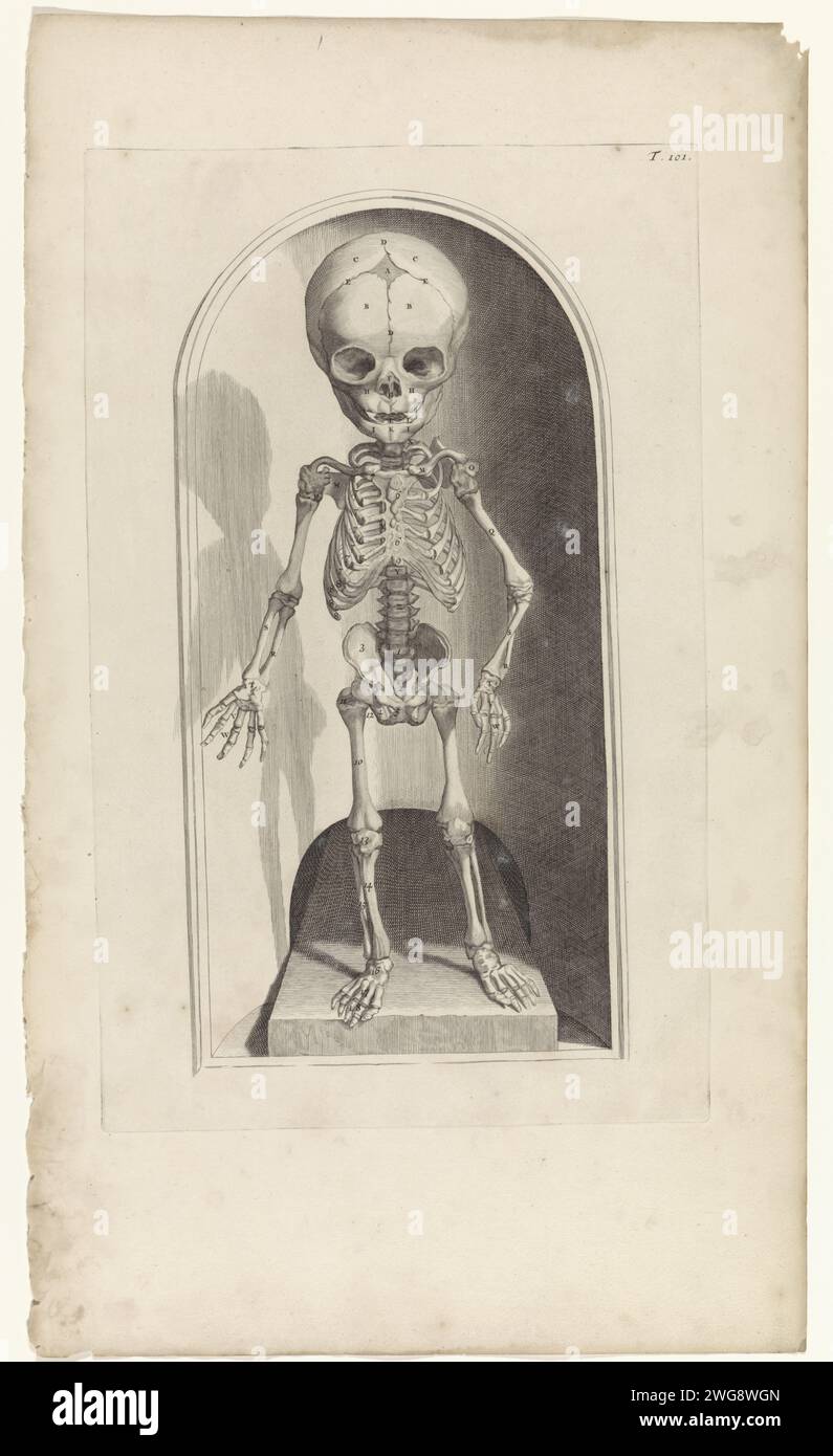 Anatomical study of the skeleton of a fetus (front), Pieter van Gunst ...