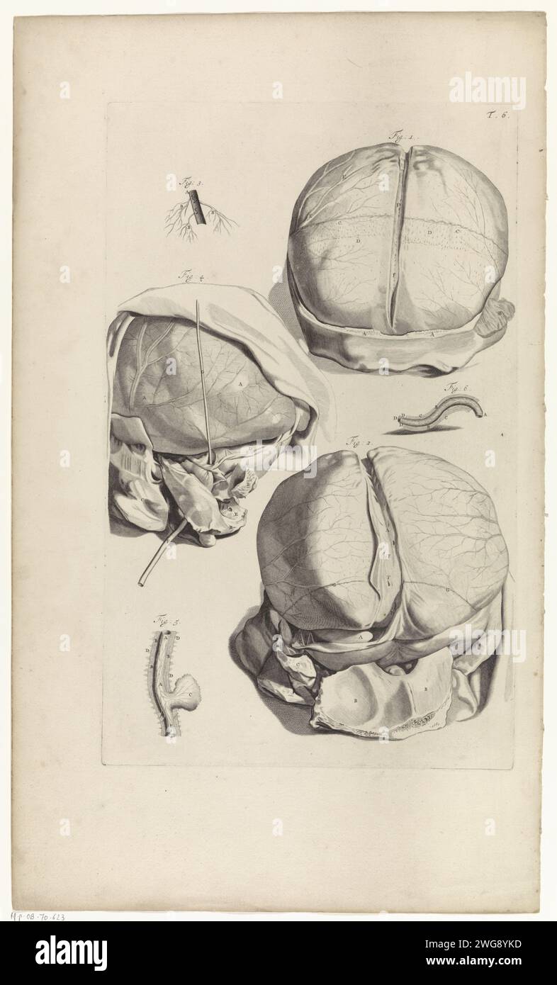 Anatomical study of the back of a skull, Pieter van Gunst, After Gerard ...