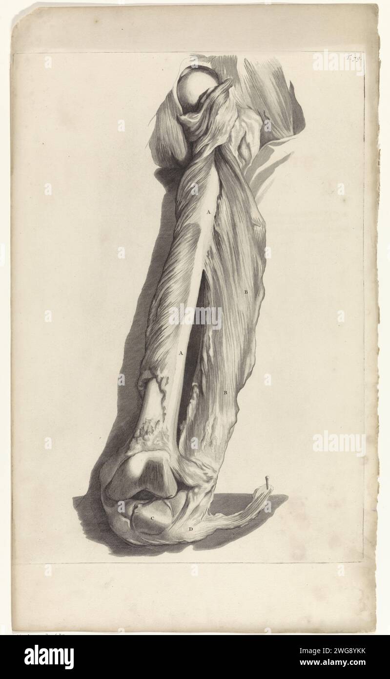 Anatomical study of the Femur, Pieter van Gunst, After Gerard de ...