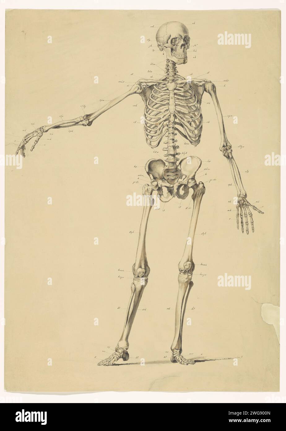 Human frame, with notes, Isaac Weissenbruch, 1836 - 1912 drawing paper ...