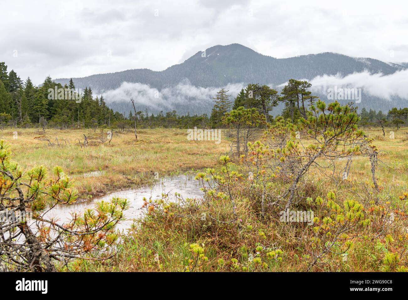 The Petersburg muskeg (Peat Bog) with clouds skirting the mountains ...