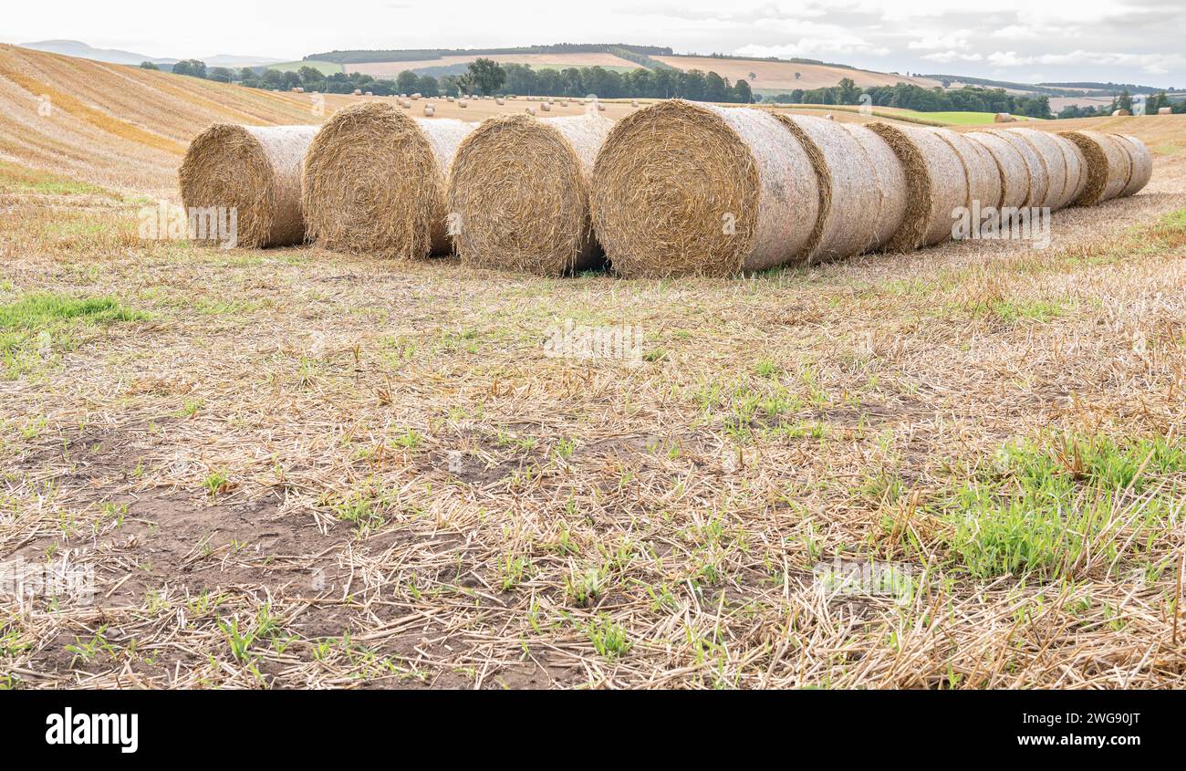 Hay bales lined up after the harvest in the UK Stock Photo - Alamy